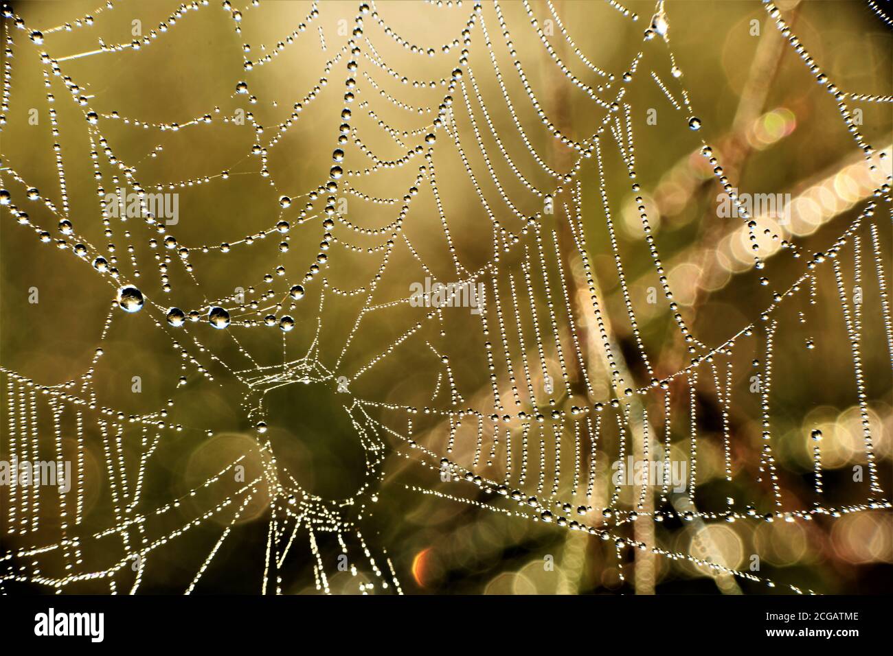 Miss muffet and the spider hi-res stock photography and images - Alamy