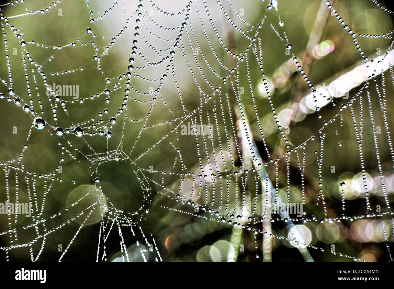 Spiderweb design hi-res stock photography and images - Alamy
