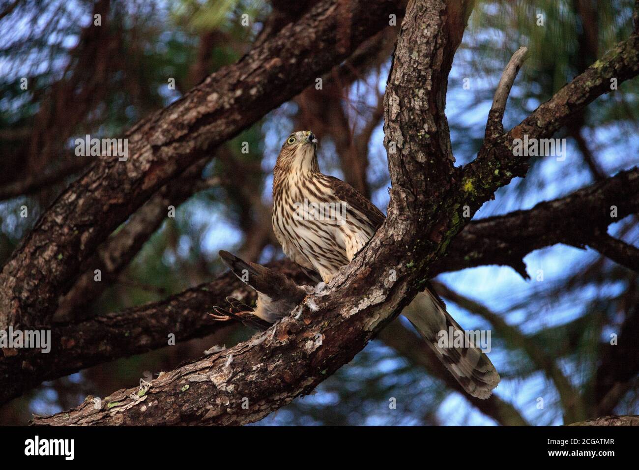 Juvenile light morph Red-tailed hawk Buteo jamaicensis eats a blue jay ...