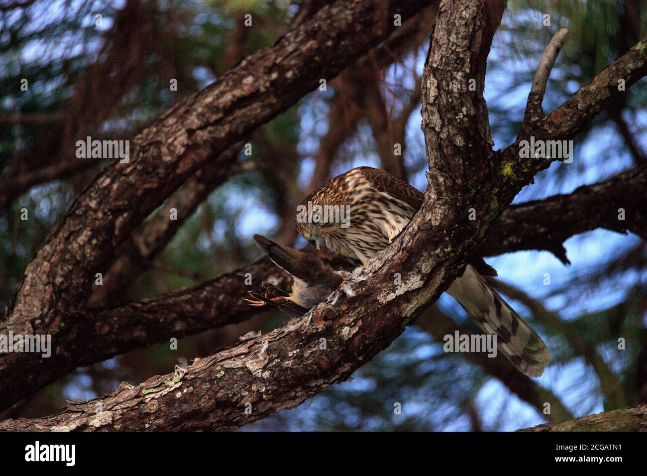 Juvenile light morph Red-tailed hawk Buteo jamaicensis eats a blue jay ...