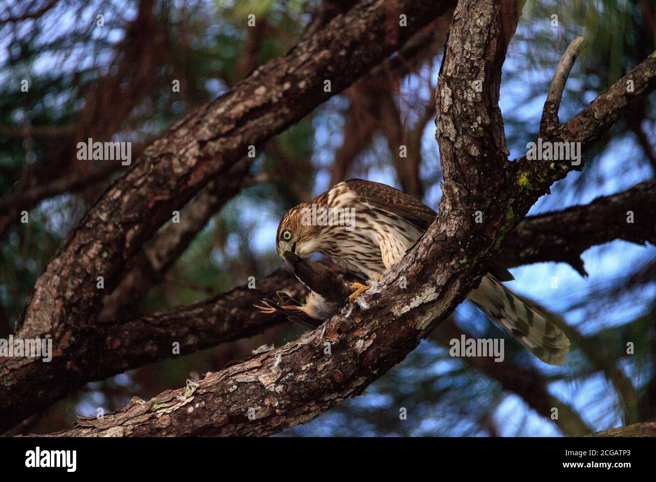 Juvenile light morph Red-tailed hawk Buteo jamaicensis eats a blue jay ...