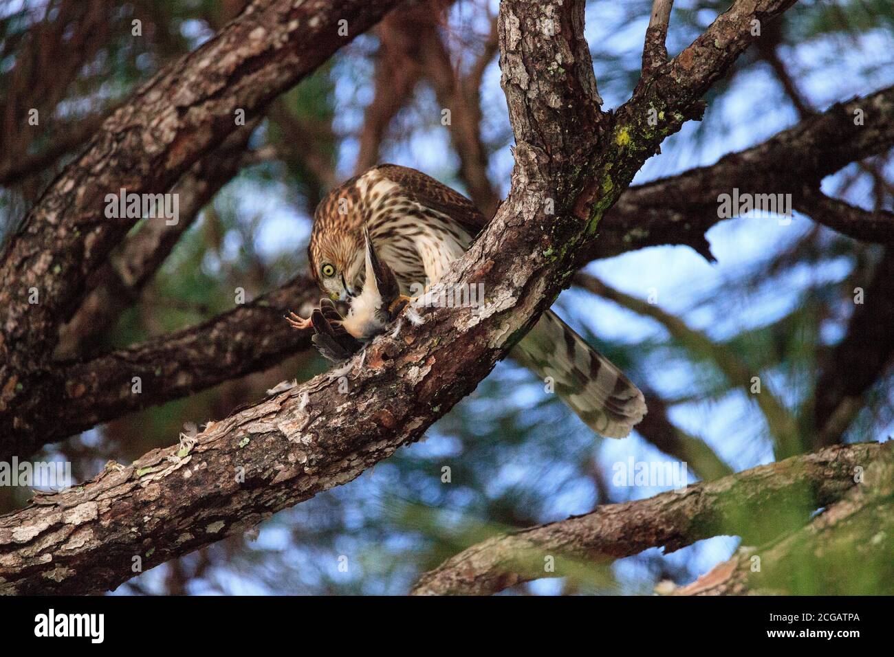 Juvenile light morph Red-tailed hawk Buteo jamaicensis eats a blue jay ...