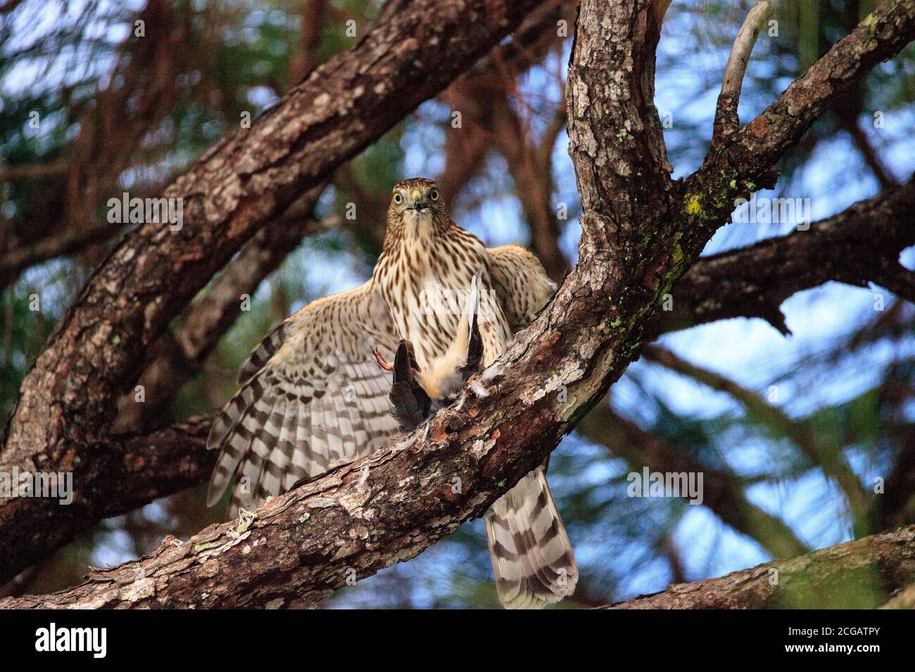 Juvenile light morph Red-tailed hawk Buteo jamaicensis eats a blue jay ...