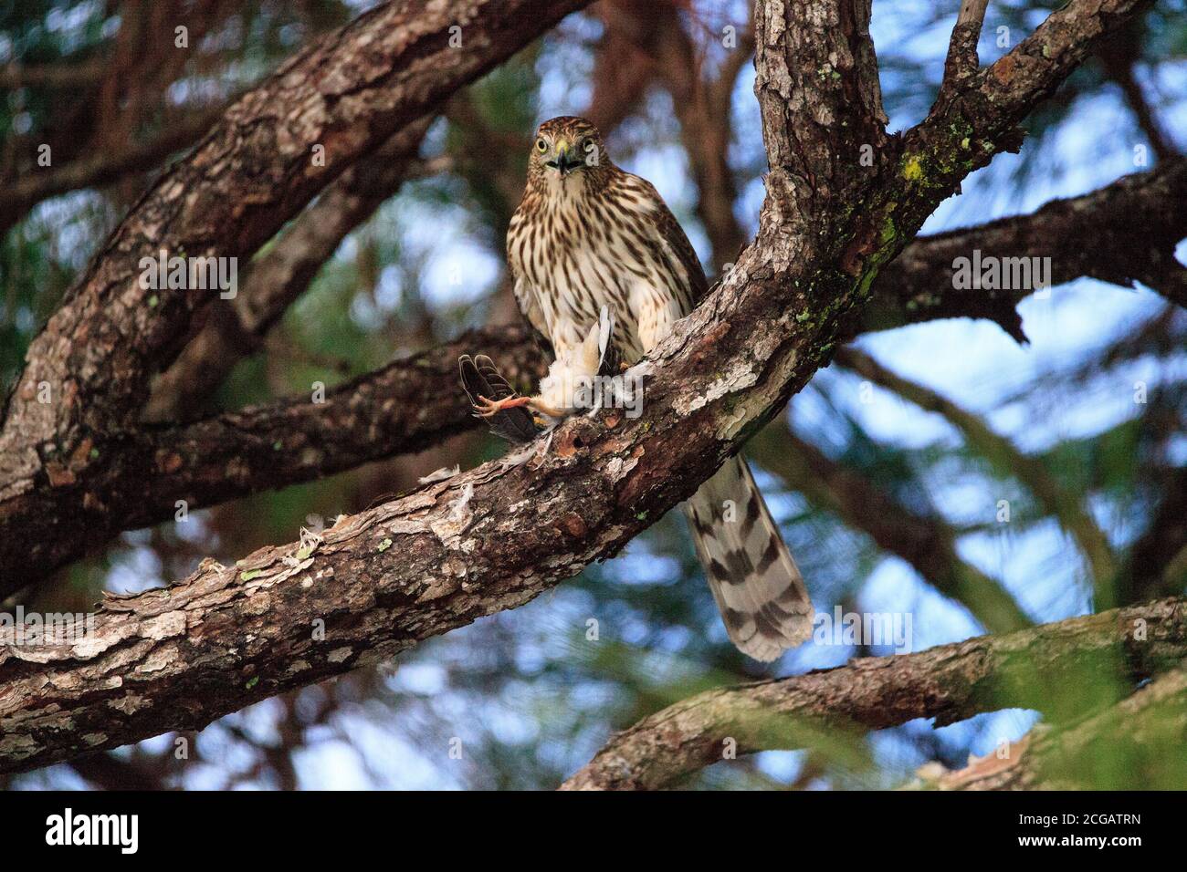 Juvenile light morph Red-tailed hawk Buteo jamaicensis eats a blue jay ...
