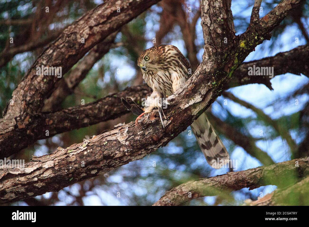 Juvenile light morph Red-tailed hawk Buteo jamaicensis eats a blue jay ...