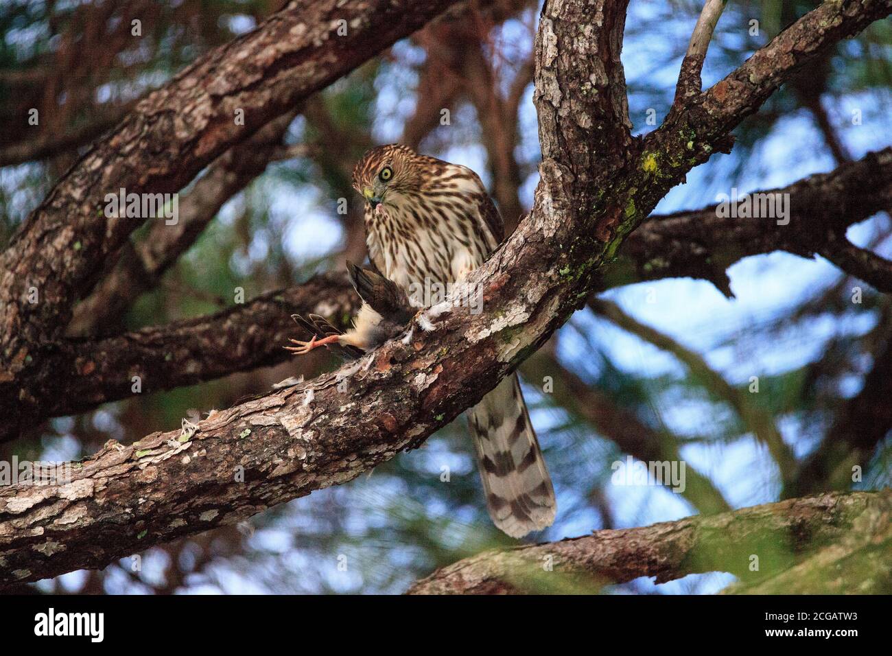 Juvenile light morph Red-tailed hawk Buteo jamaicensis eats a blue jay ...