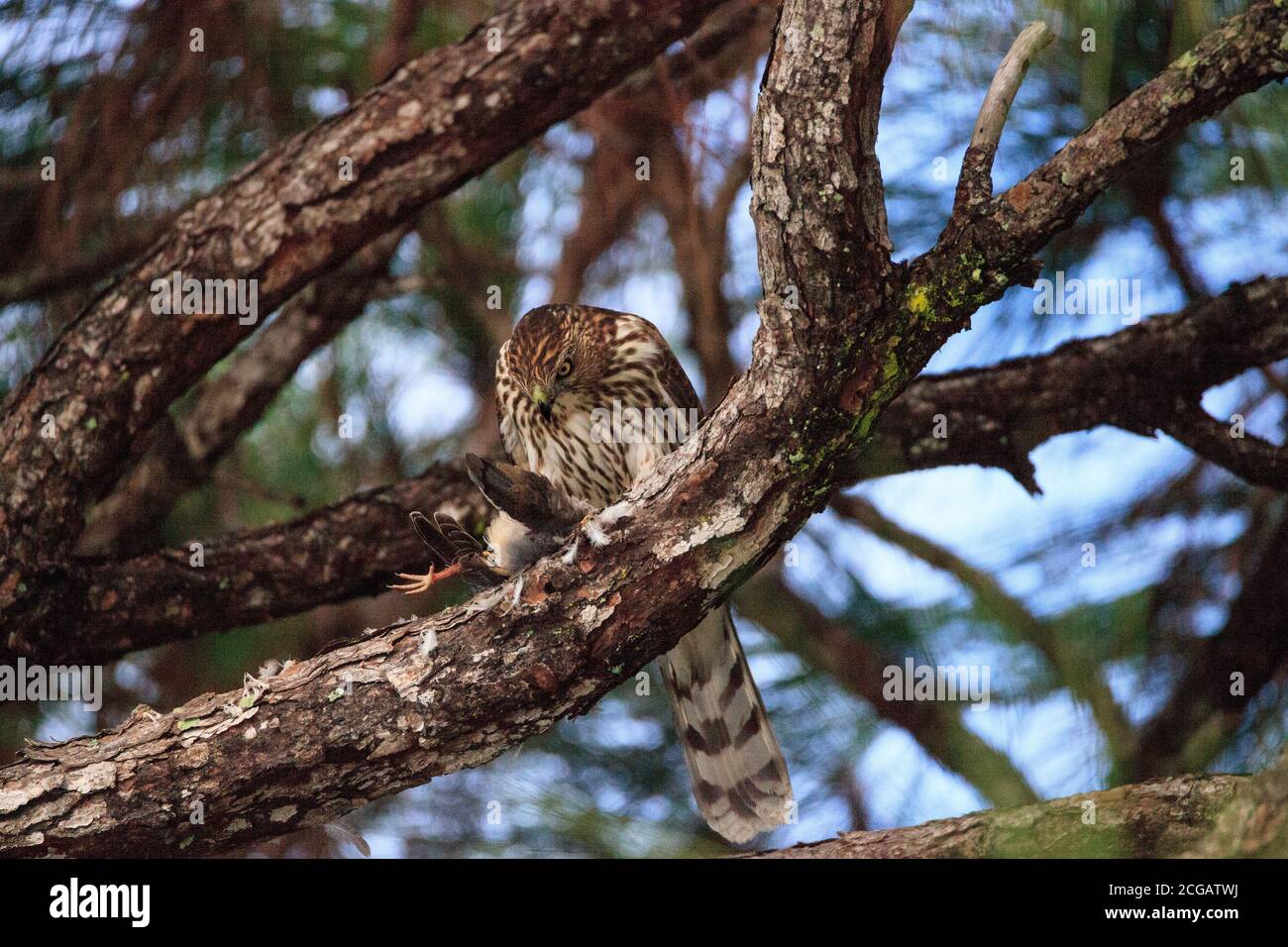 Juvenile light morph Red-tailed hawk Buteo jamaicensis eats a blue jay ...