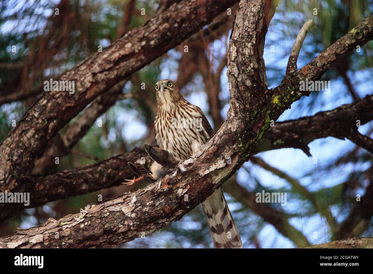 Juvenile light morph Red-tailed hawk Buteo jamaicensis eats a blue jay ...