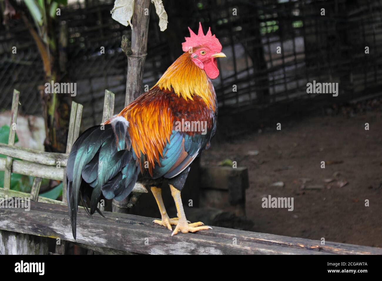 beautyfull red chicken, wild chicken, chichen in asia male Red ...