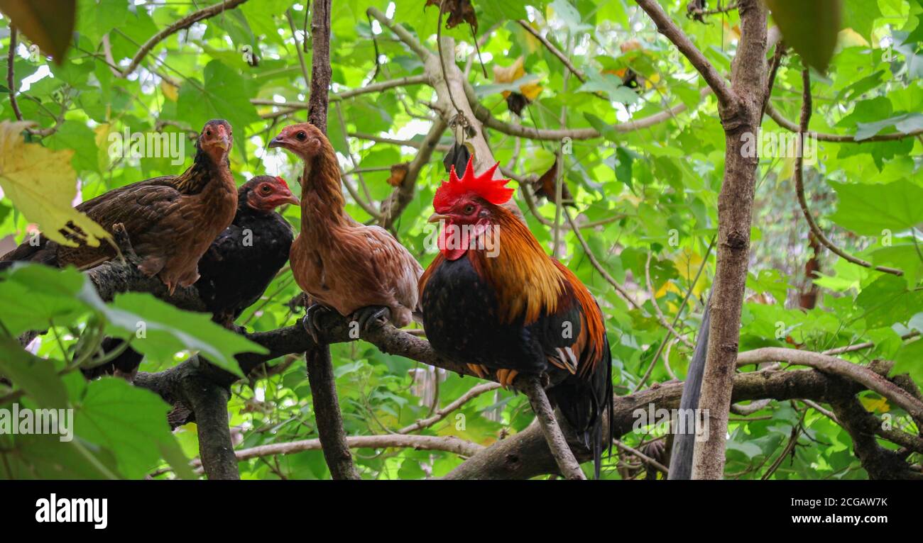 beautyfull red chicken, wild chicken, chichen in asia male Red ...
