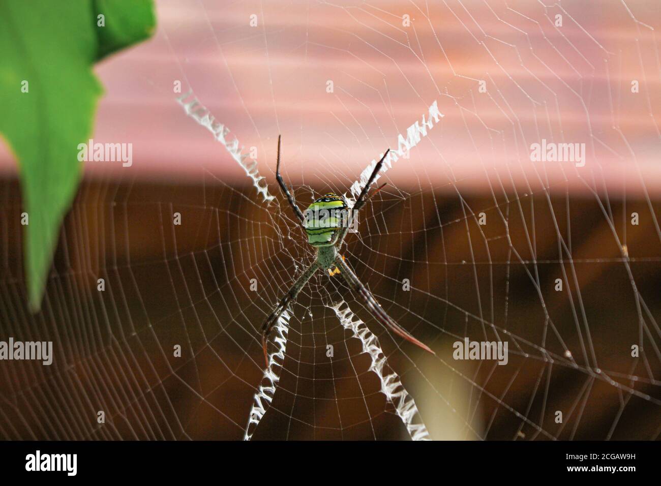 the most beautyfull spider,Spider siting on the net,spider in asia ...
