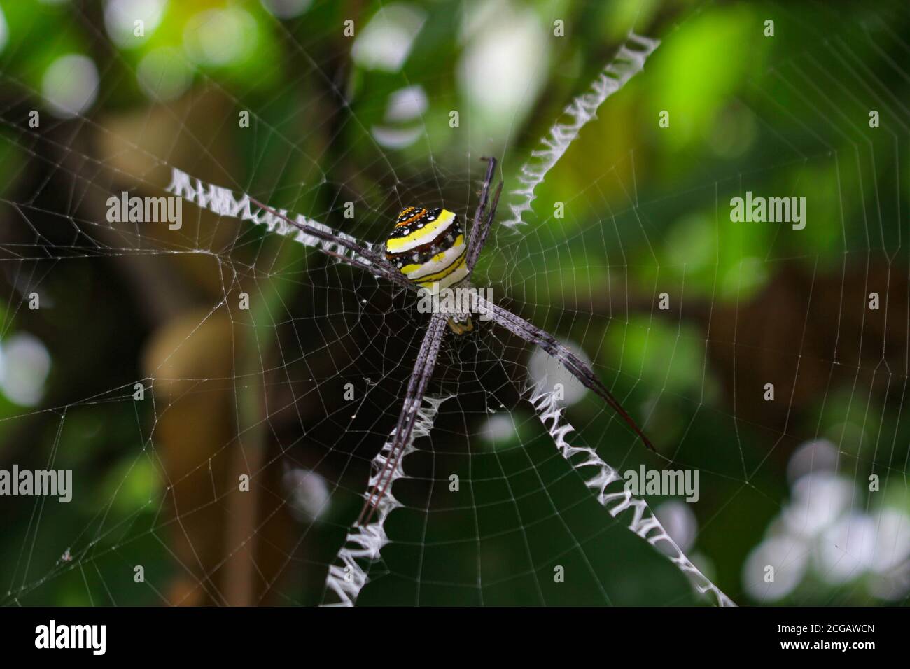 the most beautyfull spider,Spider siting on the net,spider in asia ...