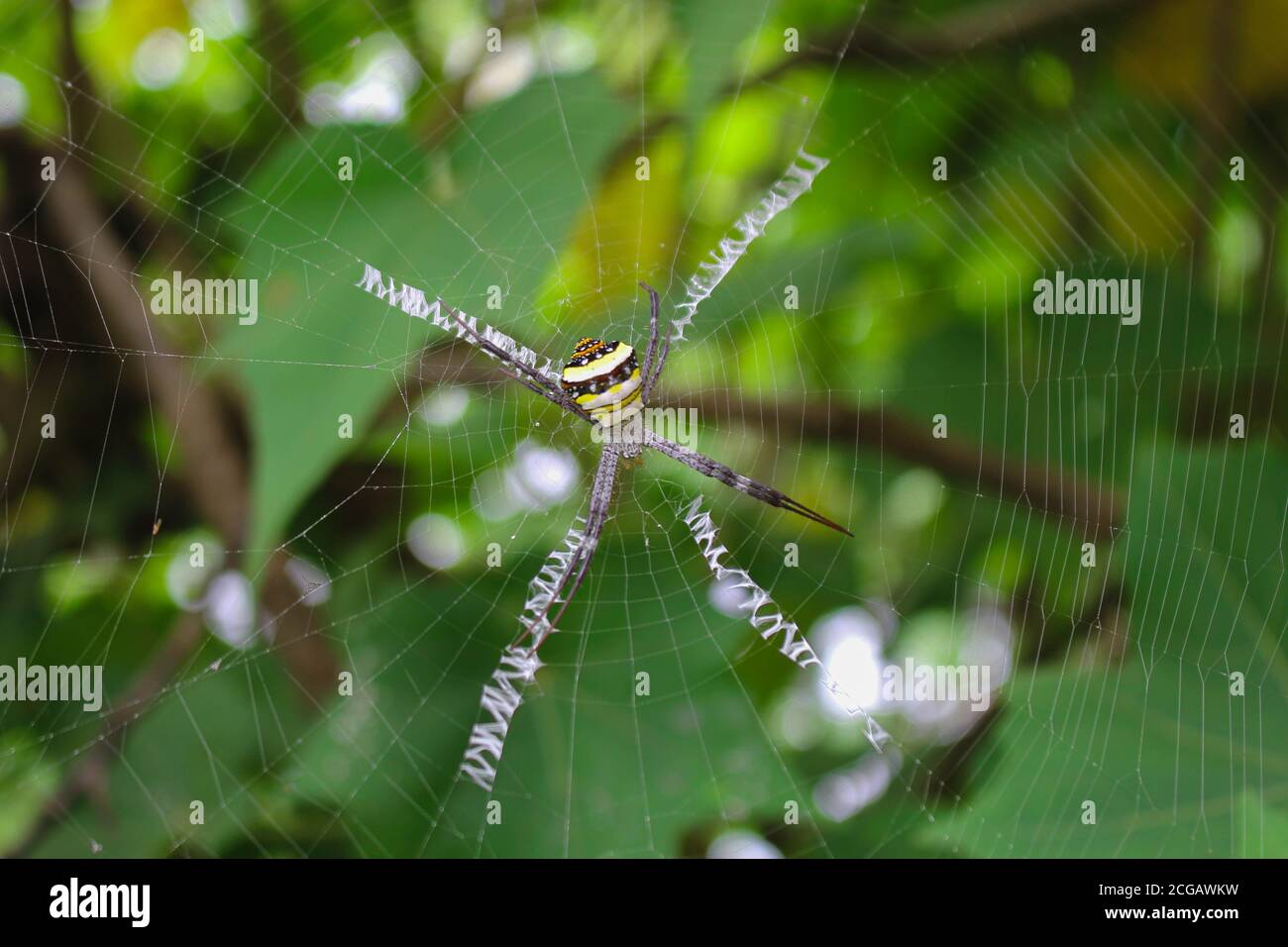 the most beautyfull spider,Spider siting on the net,spider in asia ...