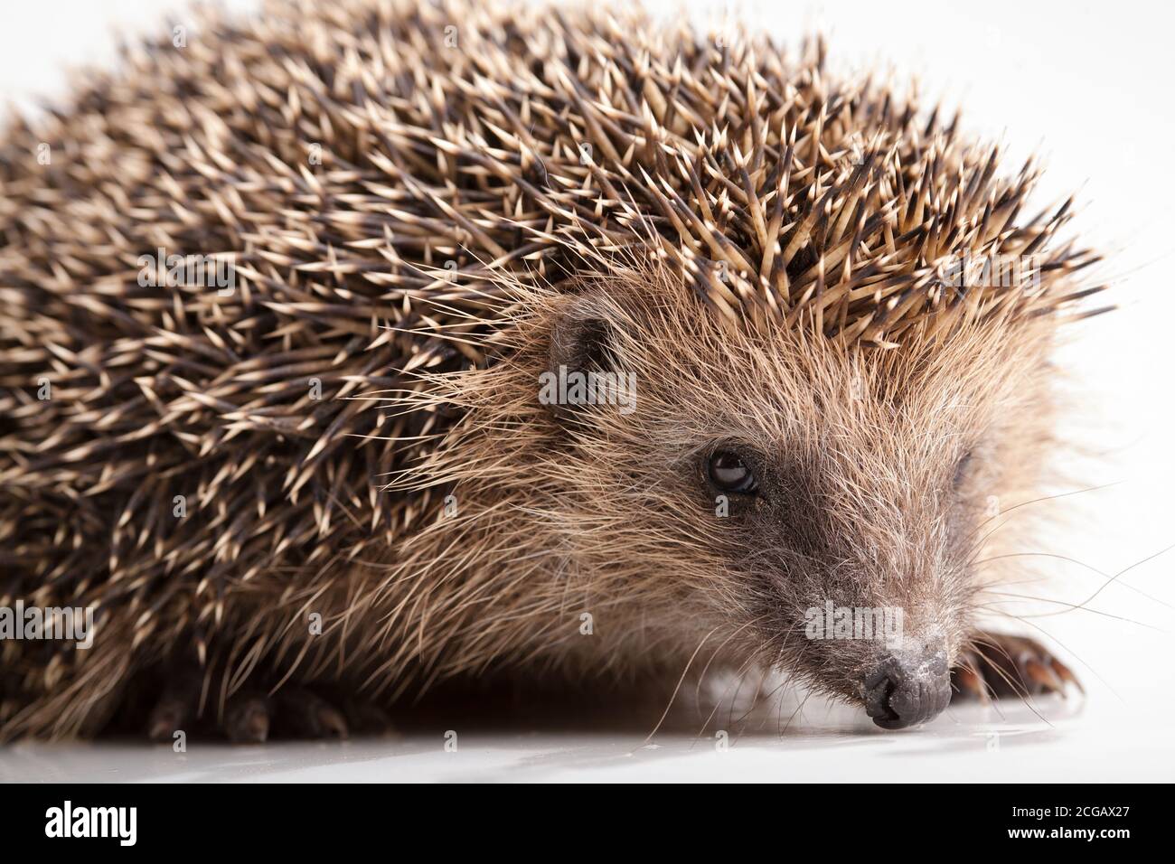 Spiky animals hi-res stock photography and images - Alamy