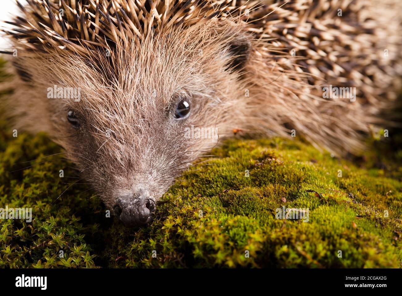Cute european hedgehog hi-res stock photography and images - Alamy