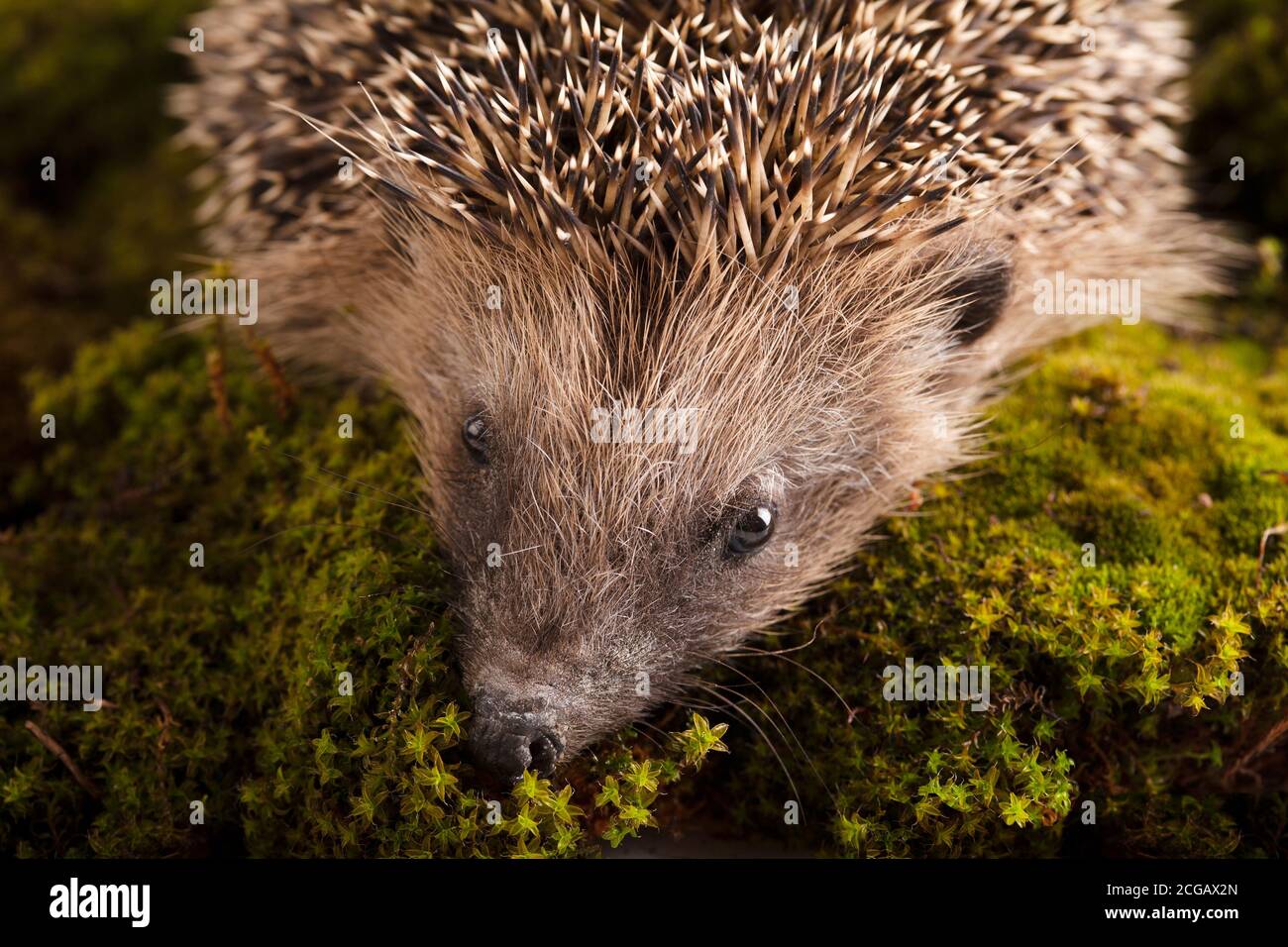 Adult hedgehog hi-res stock photography and images - Alamy