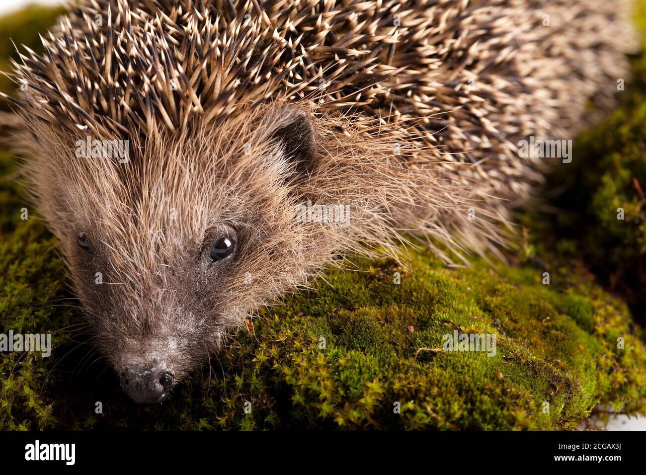 Environment hedgehogs hi-res stock photography and images - Alamy