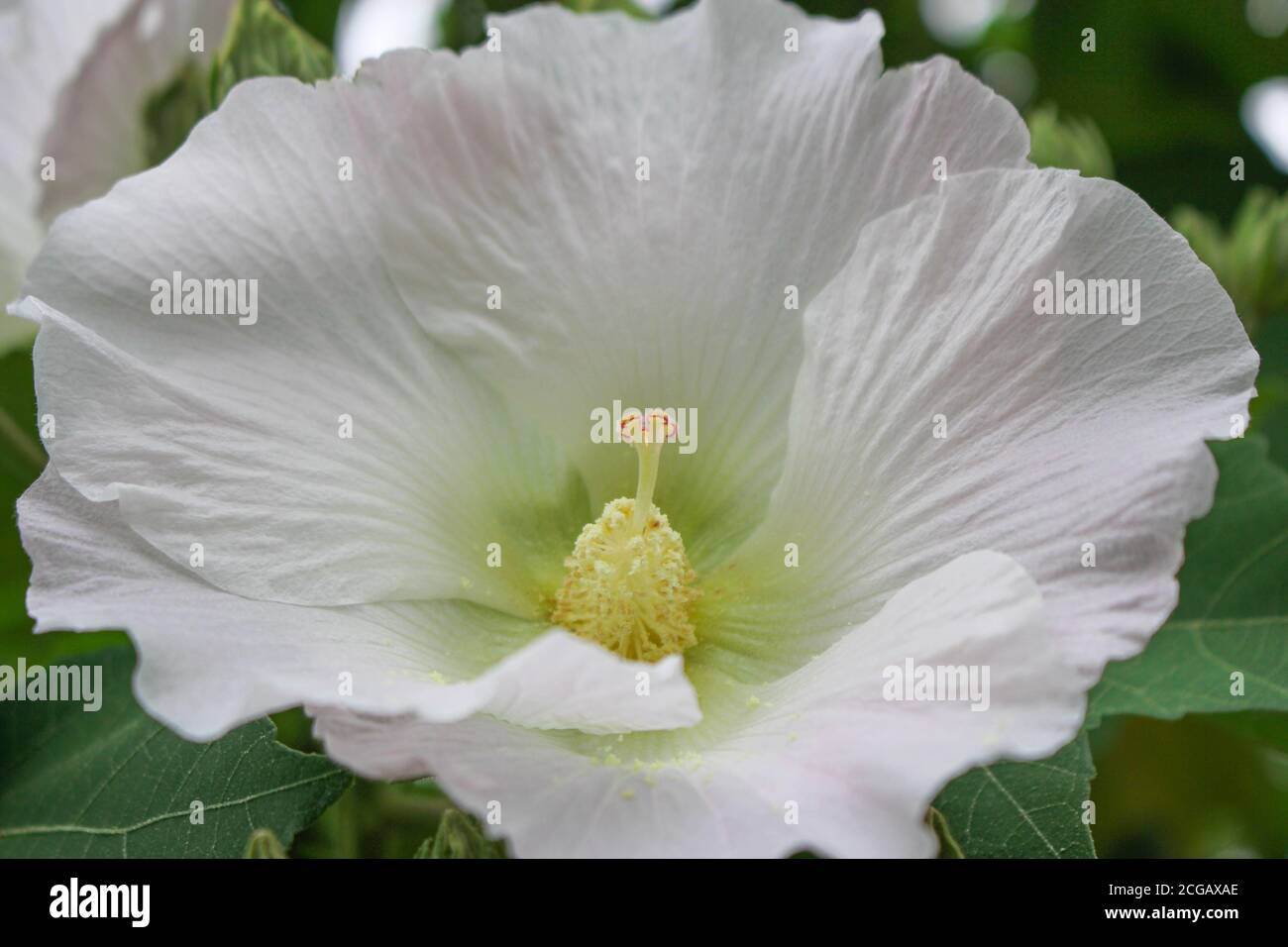 Big white rose hi-res stock photography and images - Alamy