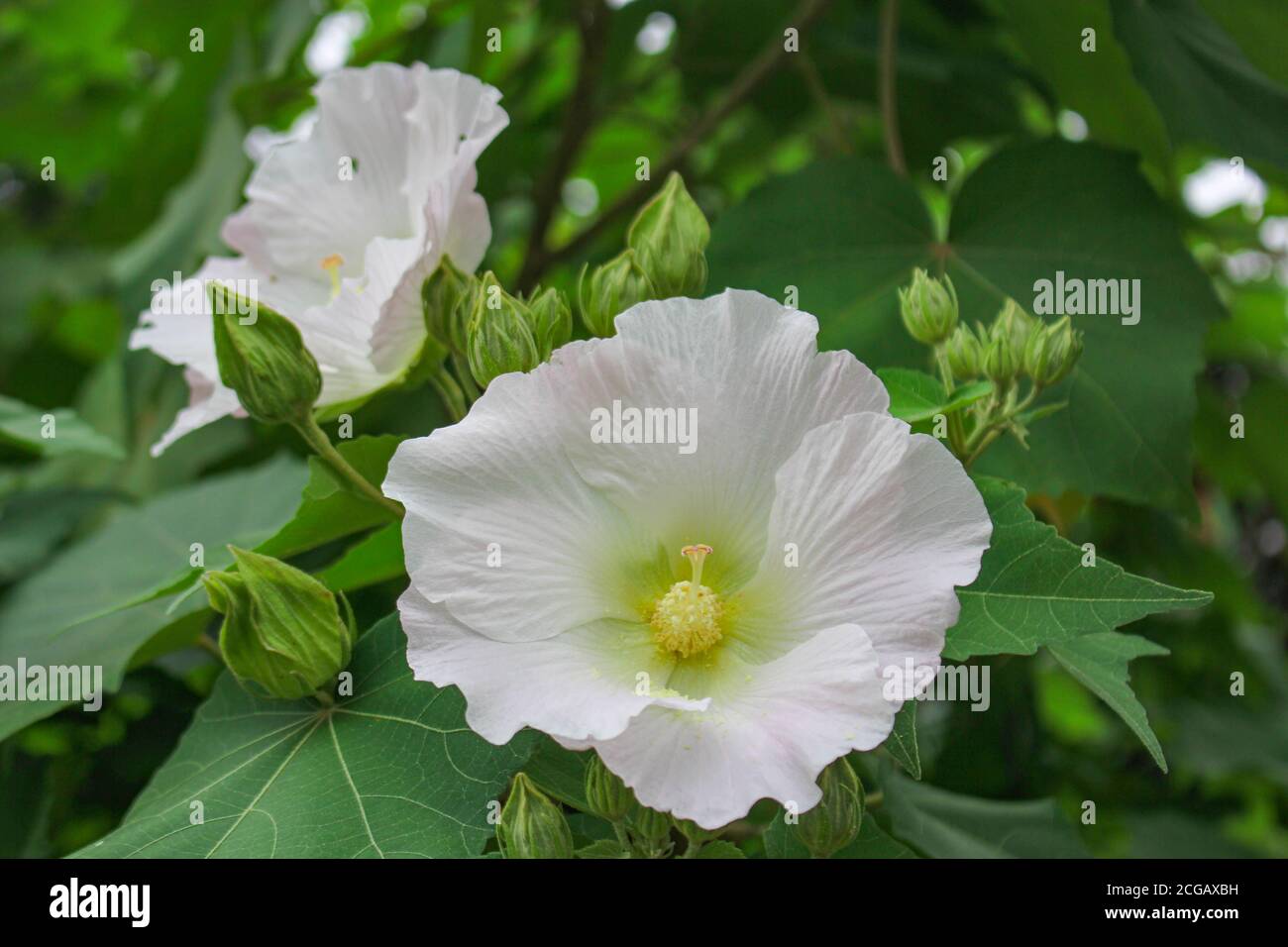 Big white rose hi-res stock photography and images - Alamy