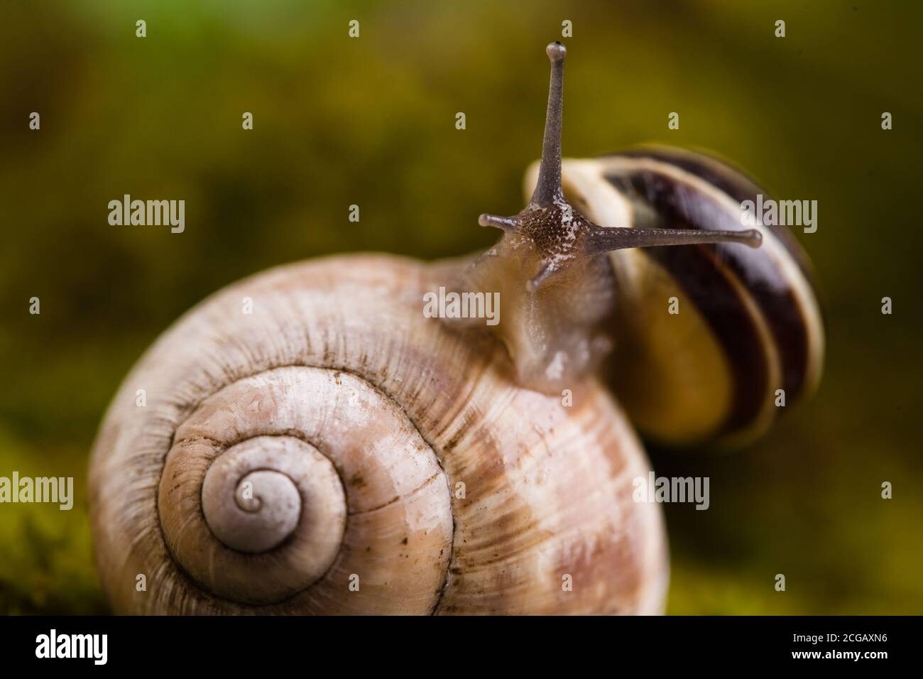 Detail of a small snail moving on another snail shell. Natural scenery ...