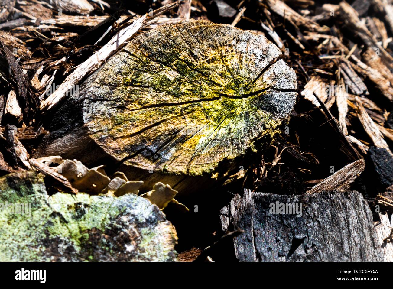 Old stump covered in hi-res stock photography and images - Alamy