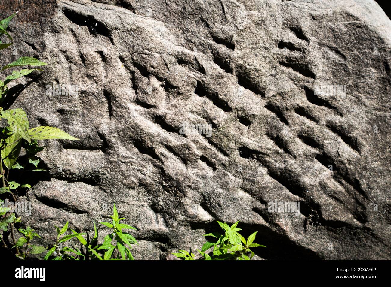 Hard stone plant hi-res stock photography and images - Alamy