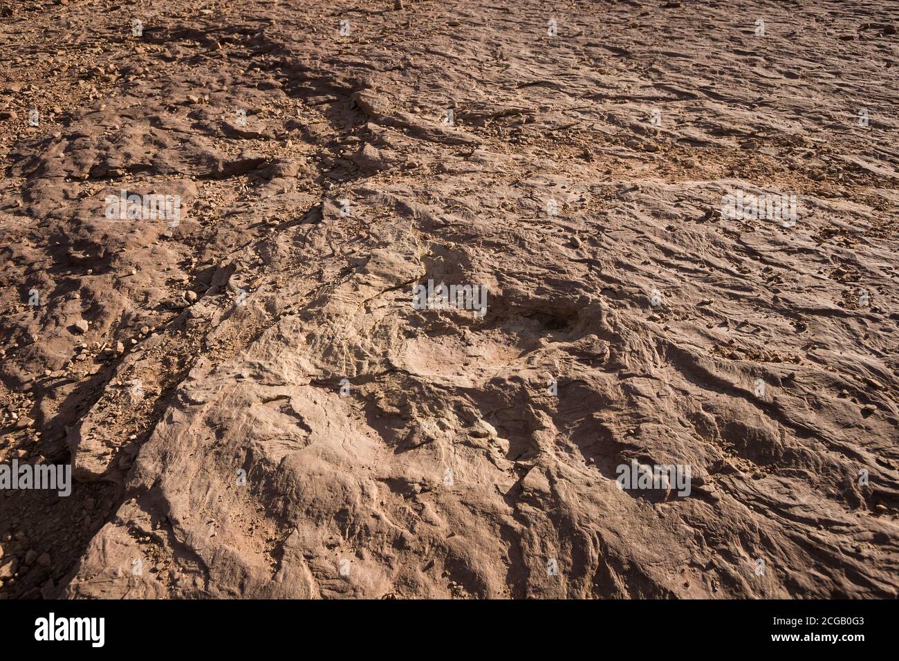 An allosaurus dinosaur track in the sandstone of the Copper Ridge ...