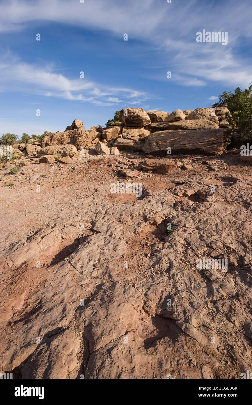 Sauropod dinosaur tracks of a Camarasaurus in the sandstone of the ...