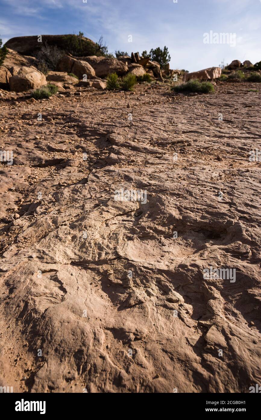 Allosaurus footprint hi-res stock photography and images - Alamy