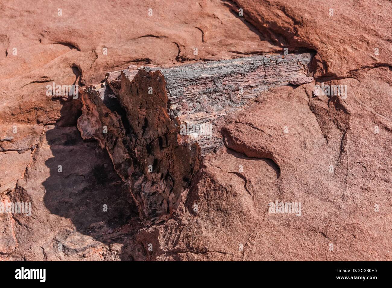 Large pieces of petrified wood from ancient tree trunks found in the ...