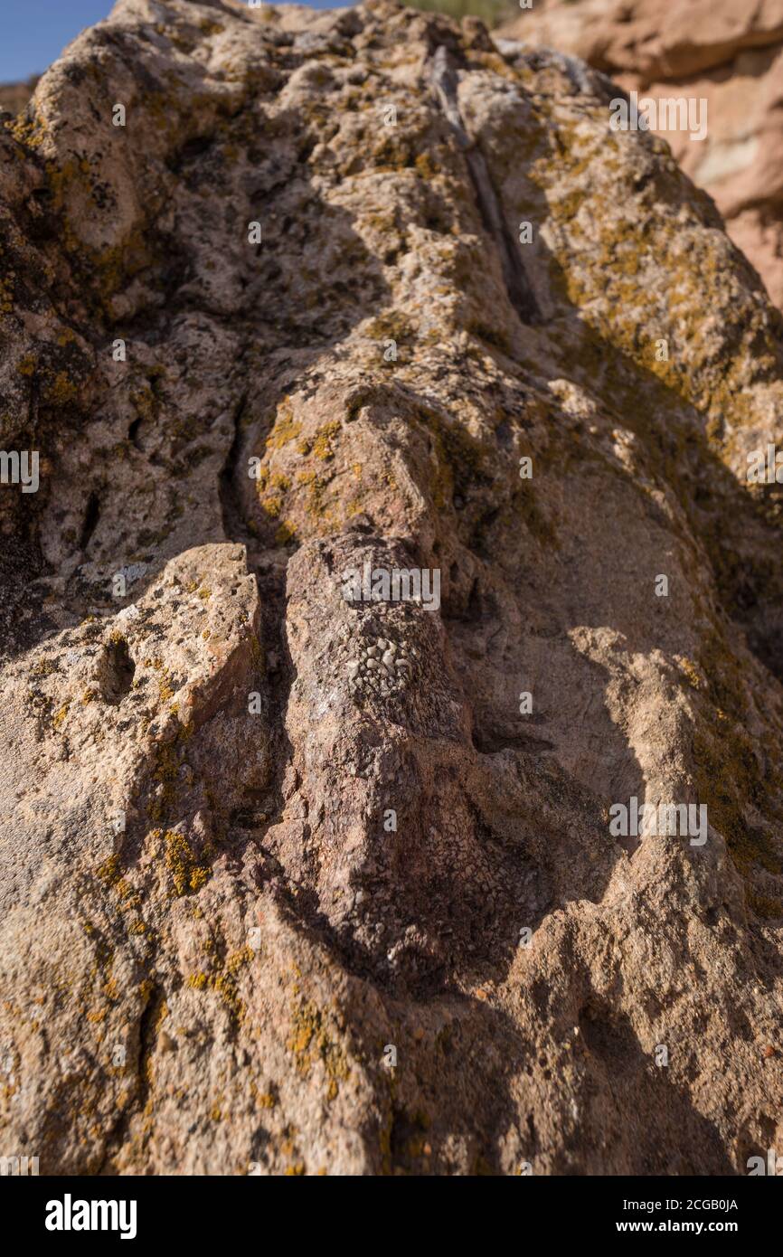 Fossilized dinosaur bone embedded in sandstone in the Mill Canyon ...