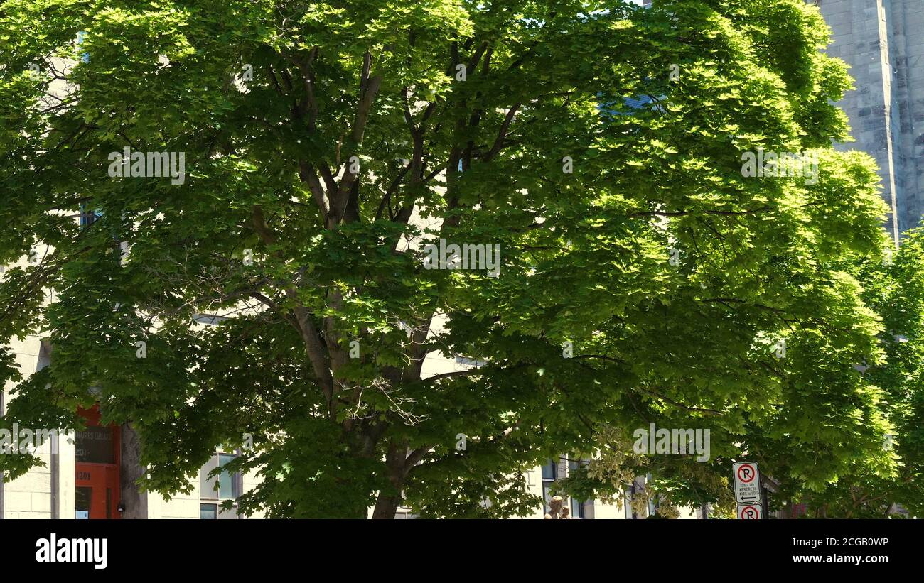 Tree pollen allergy risk hi-res stock photography and images - Alamy