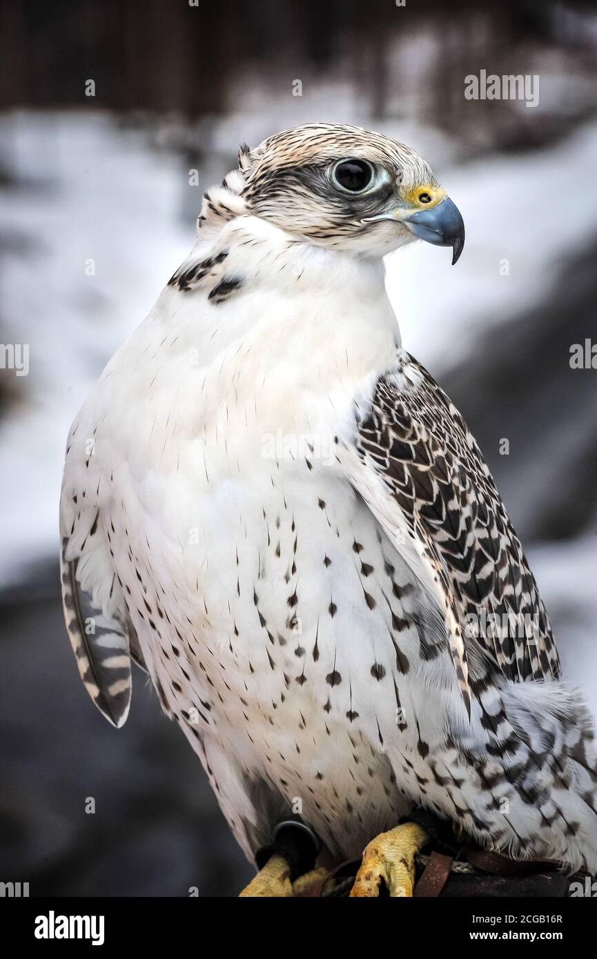 White falcon wing hi-res stock photography and images - Alamy