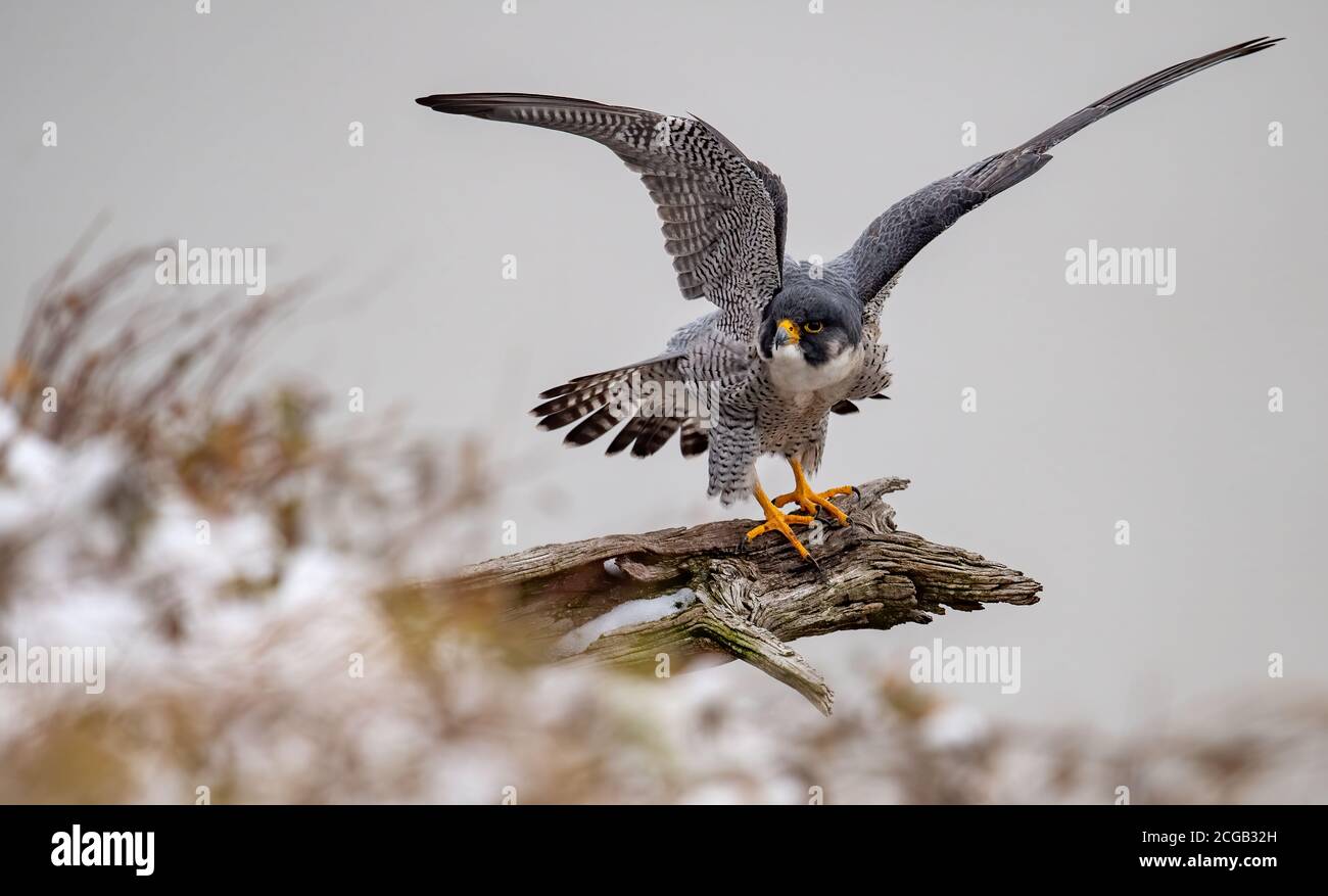 Falcon photography hi-res stock photography and images - Alamy
