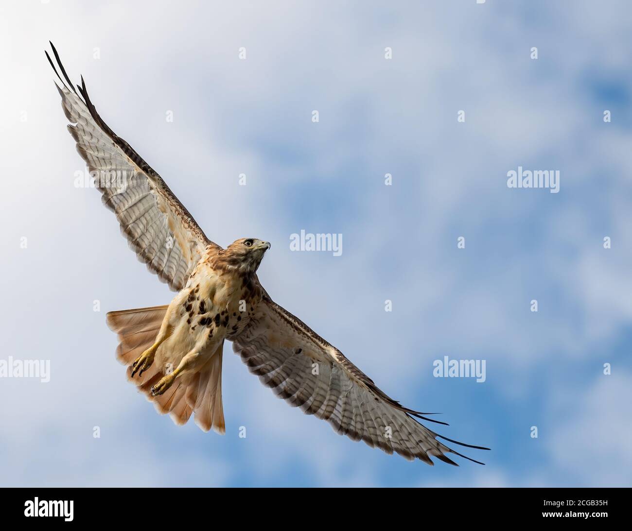 Red-tailed Hawk Portrait Stock Photo - Alamy
