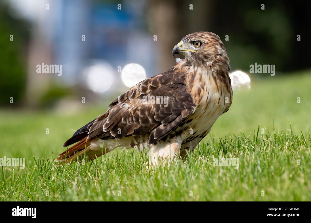 Red-tailed Hawk Portrait Stock Photo - Alamy