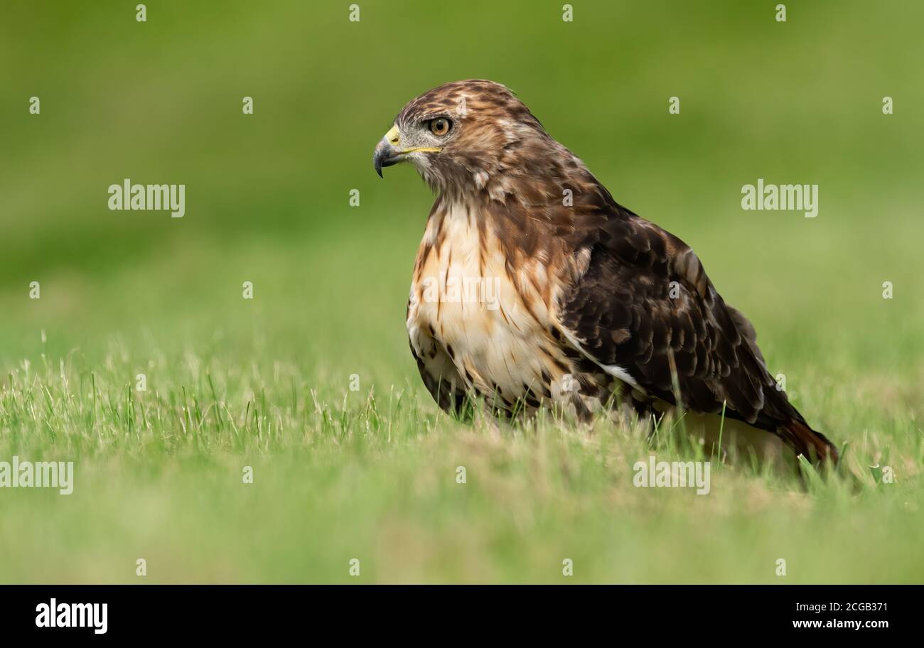 Red-tailed Hawk Portrait Stock Photo - Alamy