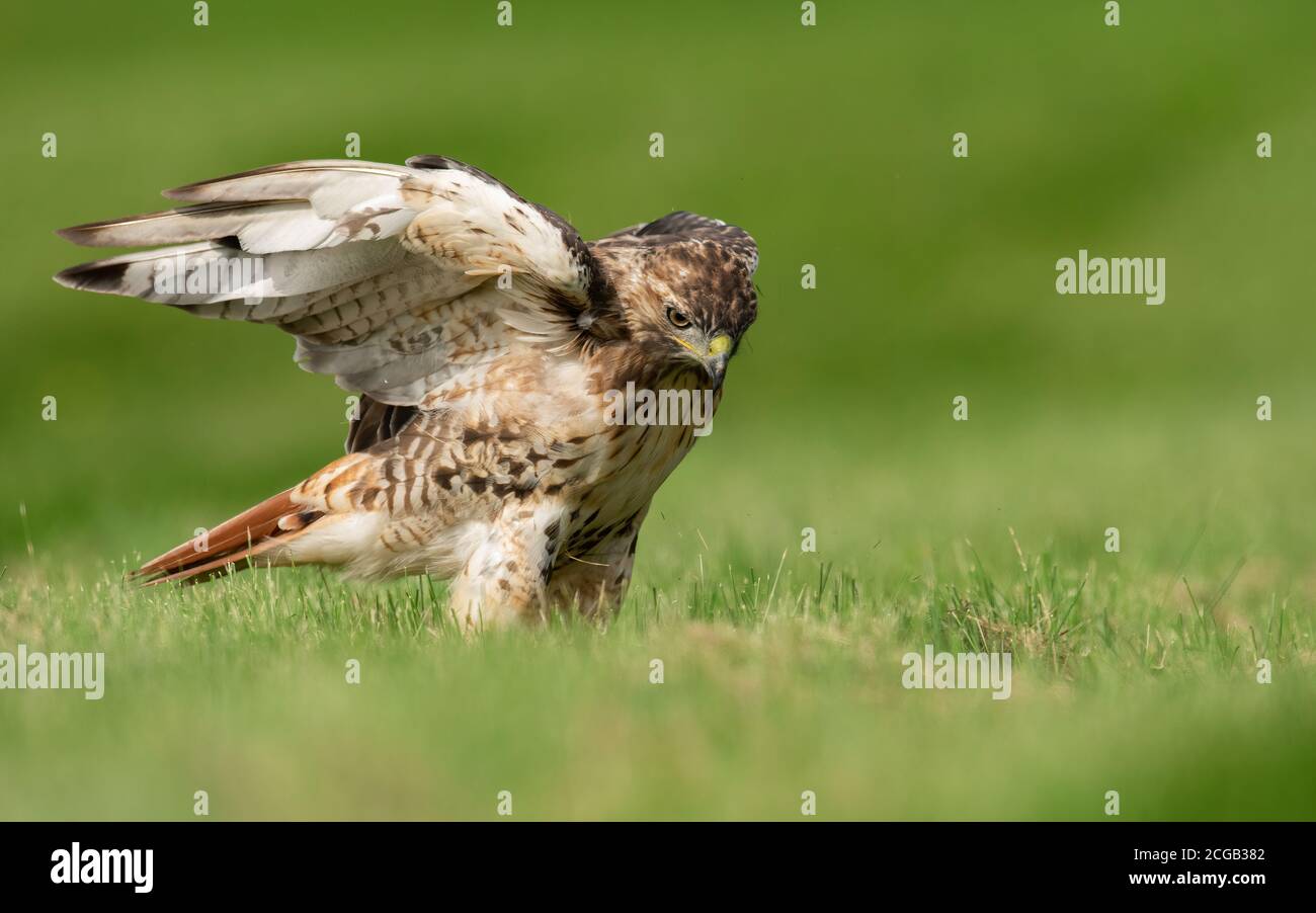 Red tailed hawk pair hi-res stock photography and images - Alamy