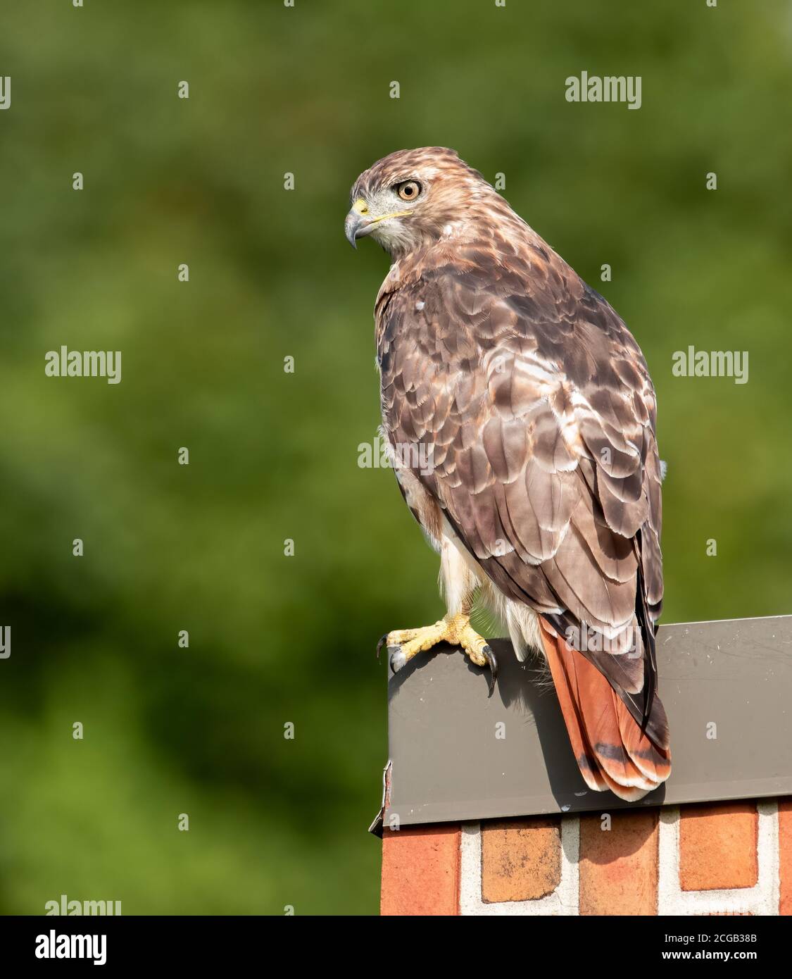 Red-tailed Hawk Portrait Stock Photo - Alamy