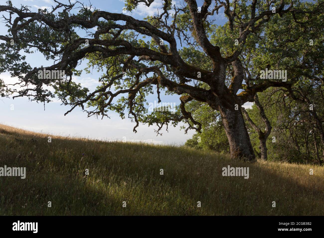 The branches of a valley oak (Quercus lobata) reach out from the trees ...