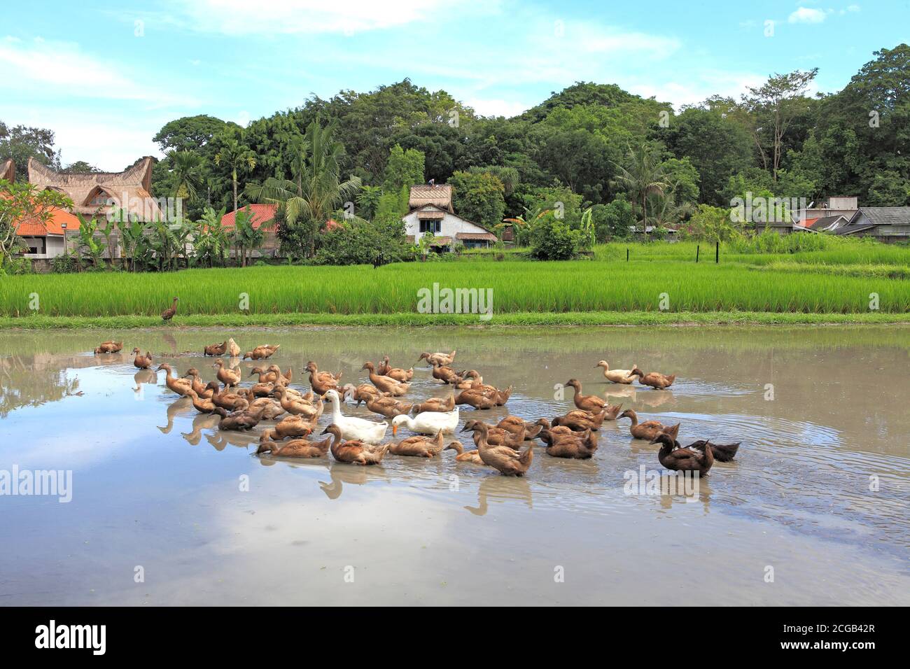 Ducks feeding in the Rice paddy, Ubud, Bali, Indonesia Stock Photo - Alamy