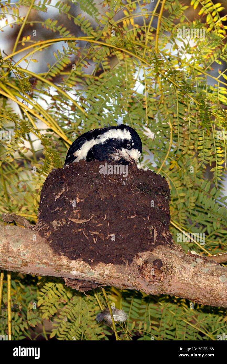 Magpie-lark, also known as the peewee, peewit or mudlark, Grallina ...