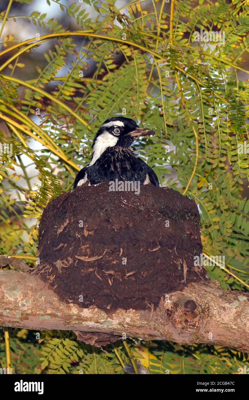 Magpie-lark, also known as the peewee, peewit or mudlark, Grallina ...