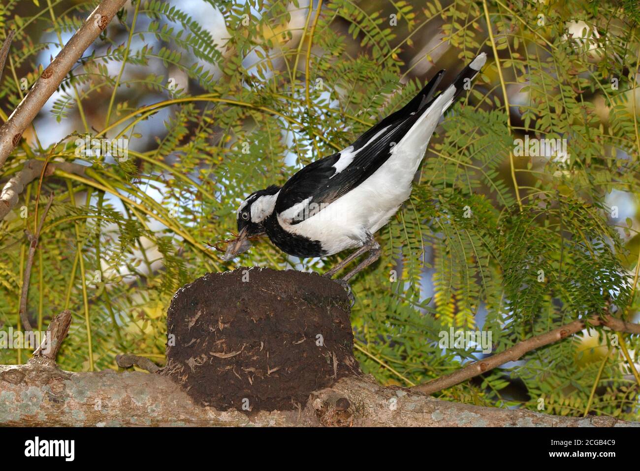 Magpie-lark, also known as peewee, peewit or mudlark, Grallina ...