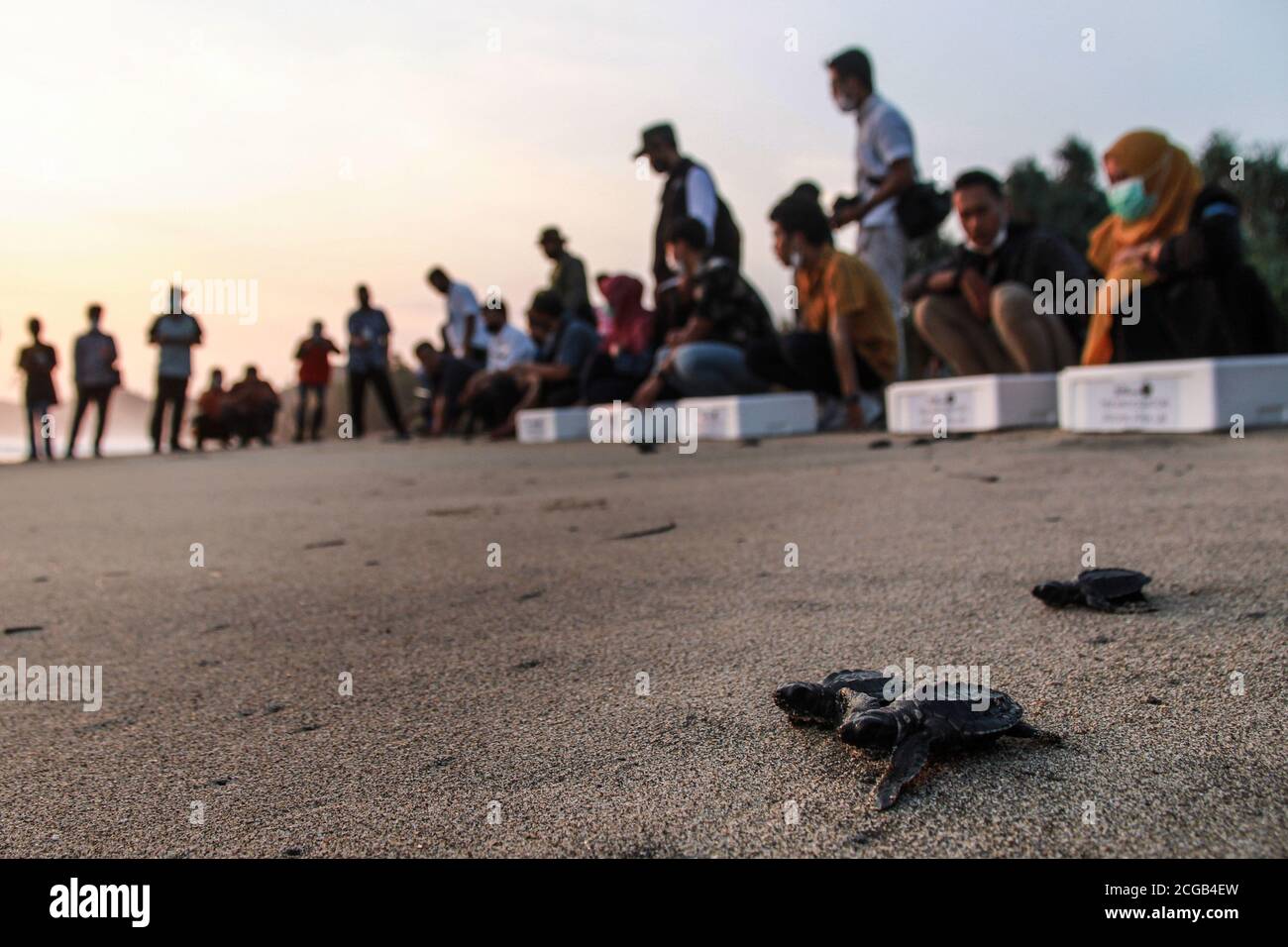 Releasing sea turtles hi-res stock photography and images - Alamy