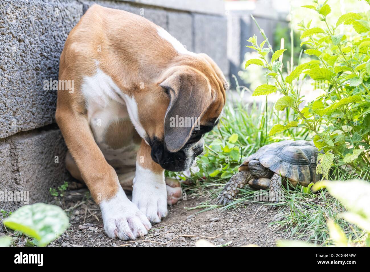 Greek land Turtle testudo marginata and purebreed german boxer Dog best ...