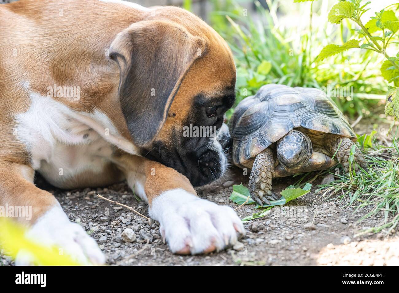 Greek land Turtle testudo marginata and purebreed german boxer Dog best ...