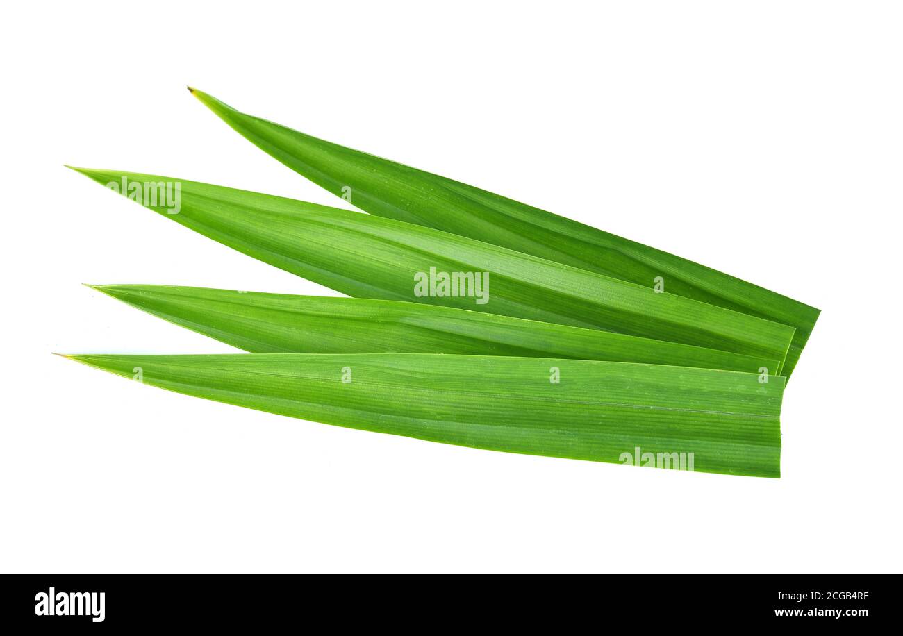 Top view of Fragrant Pandan Leaves isolated on white background Stock ...