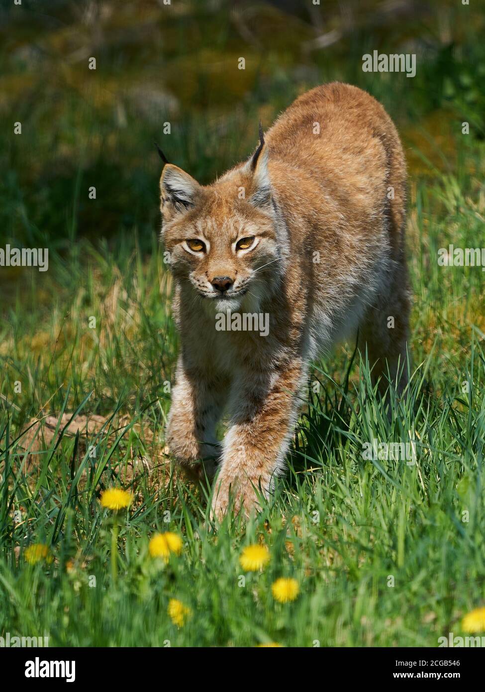Lynx in its environment hi-res stock photography and images - Alamy