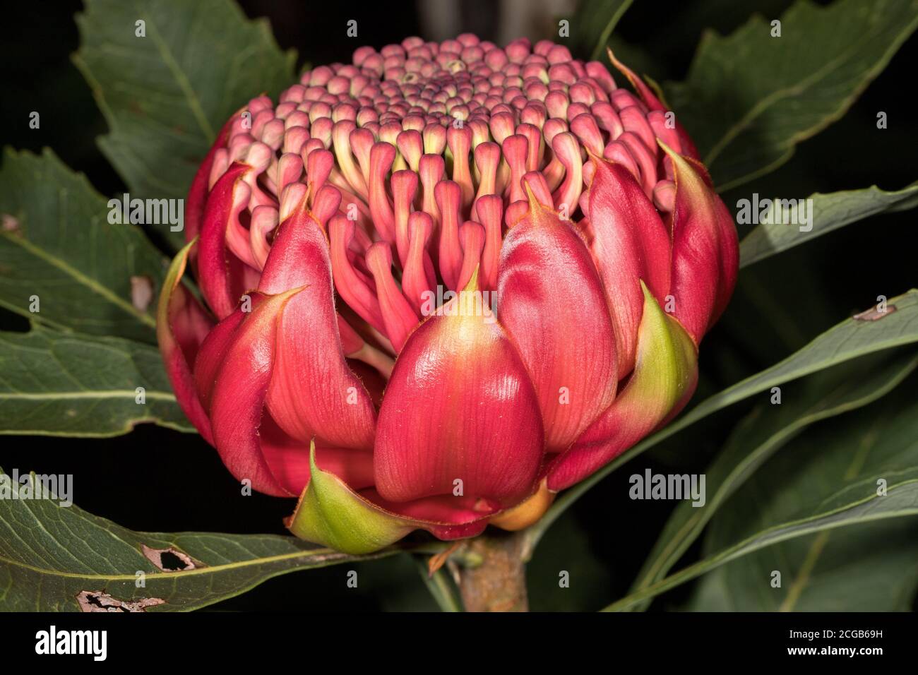 State flower of south australia hi-res stock photography and images - Alamy